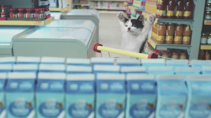 Netto "Cats" - Brian Lee Hughes" | LBBOnline