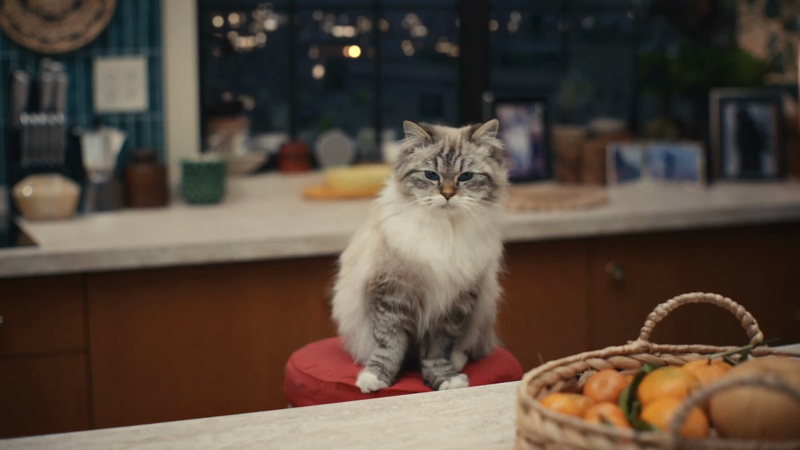 Mayo Cat | LBBOnline