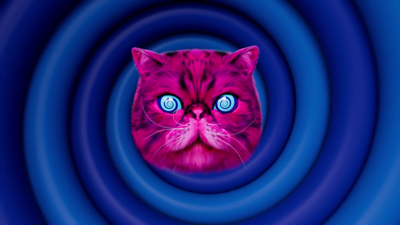 HypnoCat | LBBOnline